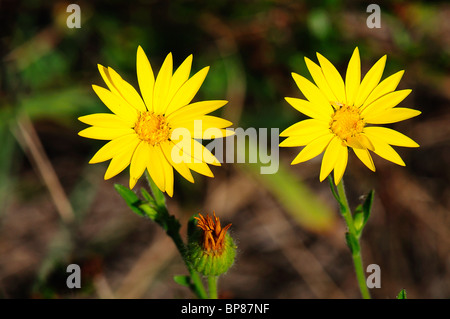 Sleepy Daisy (Xanthisma texanum Stock Photo - Alamy
