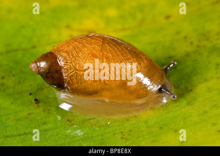 A small amphibious snail, Succinea pfeifferi, Arthog Bog, North Wales ...