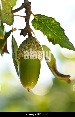 cork oak (Quercus suber), acorns on a branch, Spain Stock Photo - Alamy