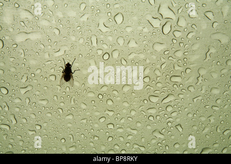 A fly takes shelter on the underside of a tent in the rain Stock Photo ...