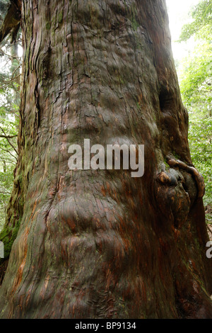 The Trunk of a Large Cedar Tree. Kagoshima Prefecture, Japan Stock ...