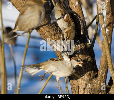 Quite often birds quarrel among themselves and arrange fights Stock ...