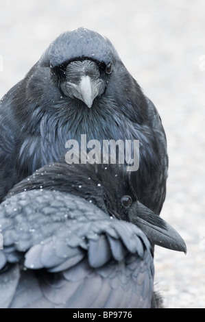 RAVEN (Corvus corax). Pair, with female on right soliciting male. Tower ...