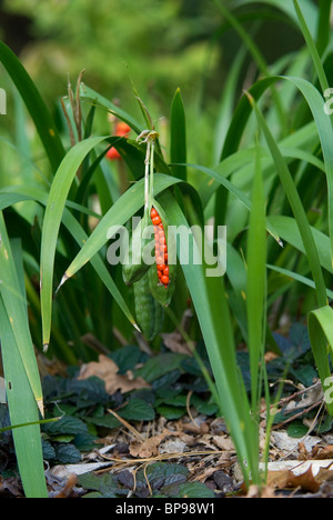 Iris foetidissima, orange berries, Stinking Iris, Roast Beef Plant ...