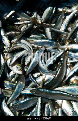Fish market Lebanon Middle East Stock Photo - Alamy
