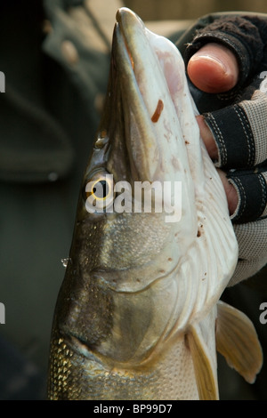 Close up of Pike's Head Stock Photo - Alamy