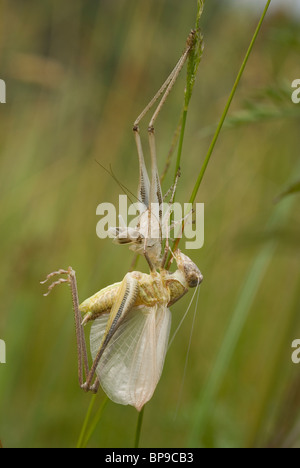 Bush cricket (family Tettigoniidae) shedding its skin. Photographed in ...