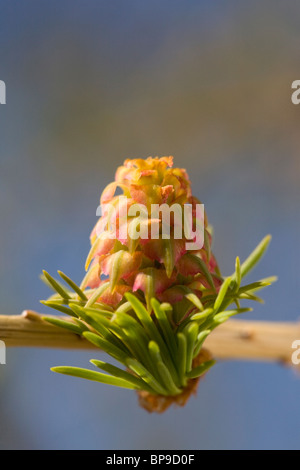Calgary, Alberta, Canada; A Larch Cone (Pinaceae Stock Photo - Alamy