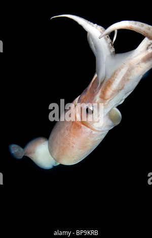 Giant Humboldt Squid (Dosidicus gigas) underwater at night in the Sea ...
