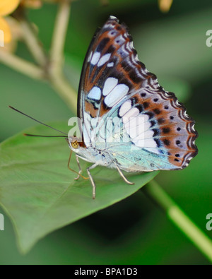 Commander Butterfly, Moduza milonia, on window, Klungkung, Bali ...