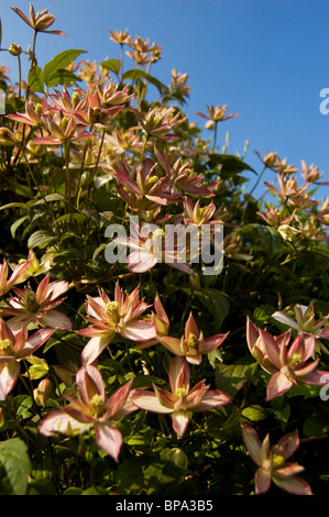 Clematis Montana Marjorie flowers. Double flowering Clematis Stock ...
