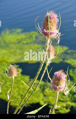 the Dorney Wetlands Stock Photo - Alamy