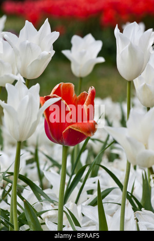 Colorful tulips (tulipa) in shades of orange and red bloom in a lush ...