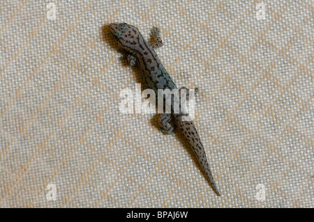 Gecko (Gehyra variegata Stock Photo - Alamy