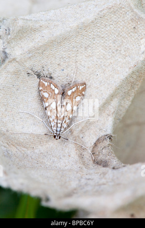 Brown China-Mark moth (Elophila nymphaeata Stock Photo - Alamy