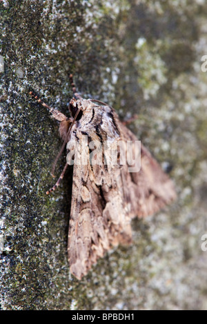 Dark arches moth (Apamea monoglypha) camouflaged against tree bark. The ...