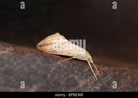 garden pebble moth, Evergestis forficalis Stock Photo - Alamy