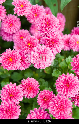 Chrysanthemum (Tanacetum parthenium) Rowallane growing in a sunny ...