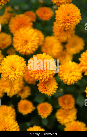 Chrysanthemum (Tanacetum parthenium) Rowallane growing in a sunny ...