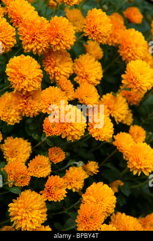 Chrysanthemum (Tanacetum parthenium) Rowallane growing in a sunny ...