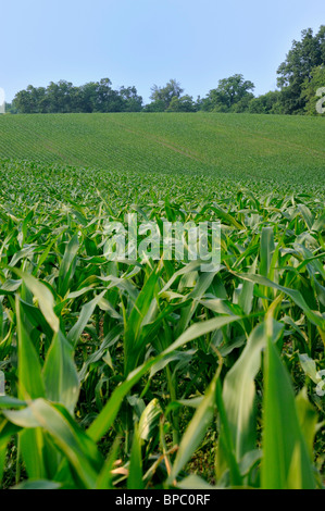 Field of corn growing in Kentucky, USA Stock Photo - Alamy