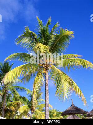 Coconut trees in Mauritius island Stock Photo - Alamy