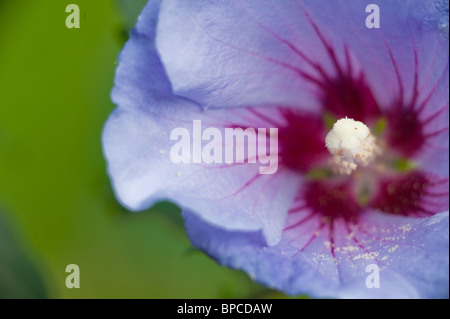 Blue Hibiscus, Hibiscus syriacus 'Blue Bird', Malvaceae, Asia. Aka ...