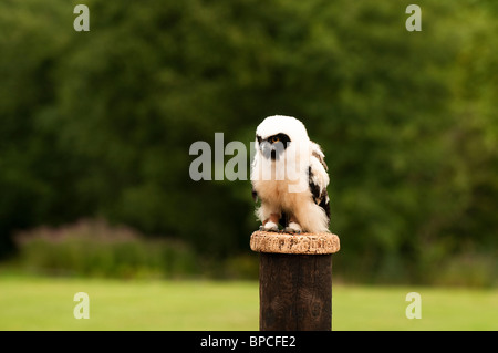 Baby Spectacled Owl Pulsatrix perspicillata Stock Photo - Alamy