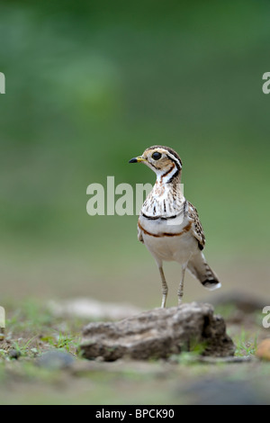 three-banded courser Rhinoptilus cinctus golden Stock Photo - Alamy