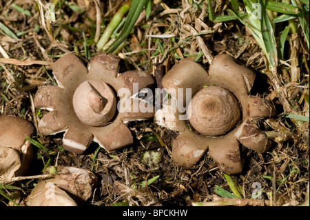 Earth Star fungus Stock Photo - Alamy