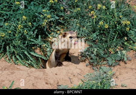 Wild black-footed ferret at a reintroduction site in northeastern Utah ...