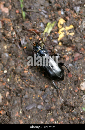 Black burying beetle (Necrophorus humator, Nicrophorus humator), Black ...