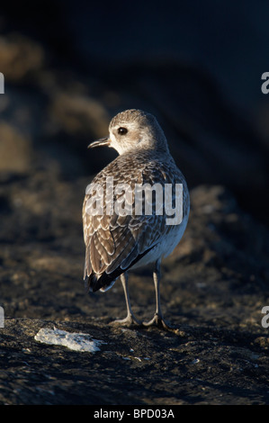 Purple Sandpiper perched on rocks near the seashore, taken in the ...