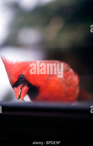 A beautiful male red cardinal (Cardinalidae) resting outdoors on the ...
