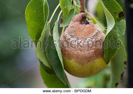 Brown rot fungal disease (Monilinia fructicola) on plums - USA Stock ...
