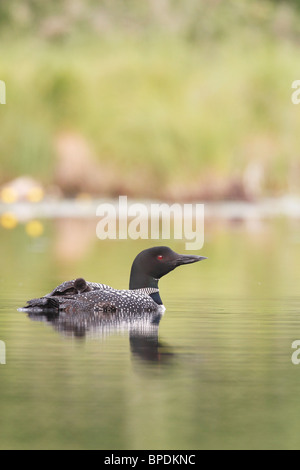 Common Loon and baby chick loon riding on parent's back and celebrating ...