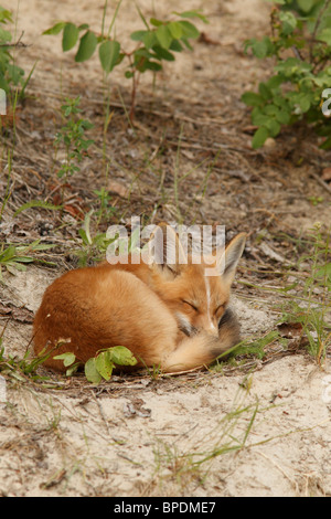 Red Fox (Vulpes vulpes) kit sleeping, Missoula, Montana Stock Photo - Alamy