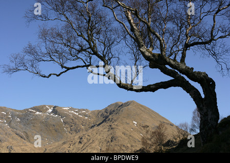 Tree on the slopes to Braigh nan Uamhachan framing the Corbett Streap ...