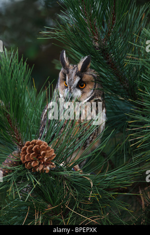 long-eared owl in a fir, portrait, bird, animals Stock Photo - Alamy