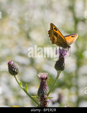 Gatekeeper - Pyronia tithonus Stock Photo - Alamy