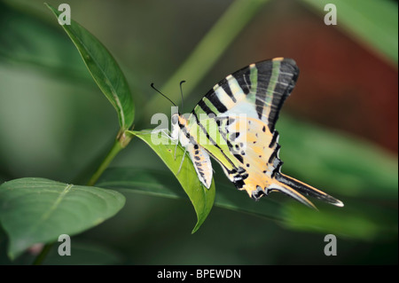Five-bar Swordtail (Pathysa antiphates) eating on plant Stock Photo - Alamy