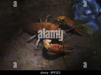 Austropotamobius italicus meridionalis, an endangered Italian ...