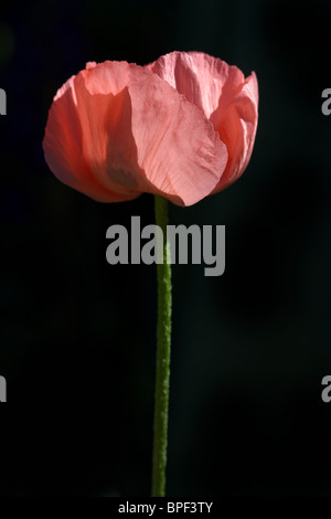 Single red poppy flower on black textured background with copy space ...