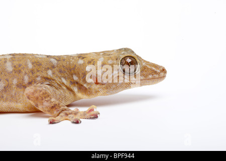 Marbled gecko, Gekko grossmanni Stock Photo - Alamy