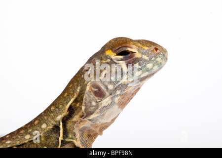 Chinese butterfly lizard, Leiolepis reevesii Stock Photo - Alamy