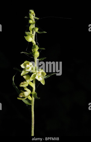 Broad-leaved Helleborine (Epipactis helleborine) flower spike close-up ...