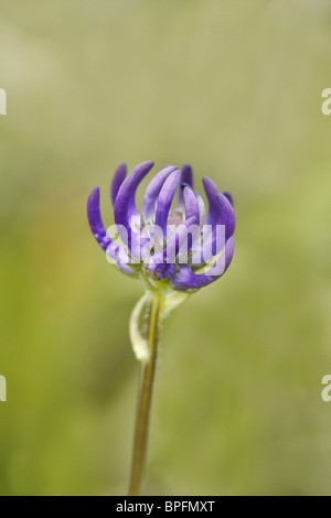 Round headed rampion flower (Phyteuma orbiculare Stock Photo - Alamy