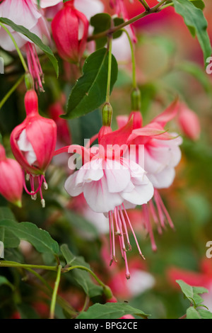 flower, fuschia, flowers, fuschias Stock Photo - Alamy