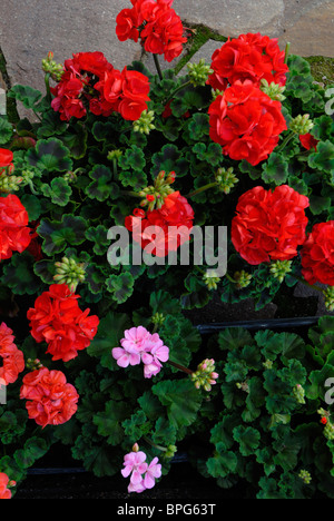 Red Pelargonium flowers Stock Photo - Alamy