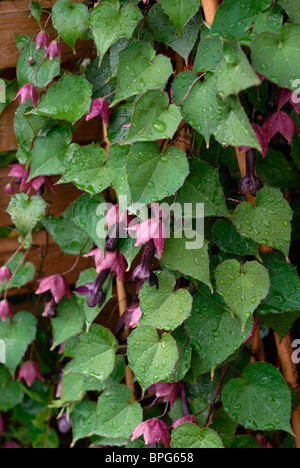 Rhodochiton atrosanguineus purple bell vine vines climber creeper train ...
